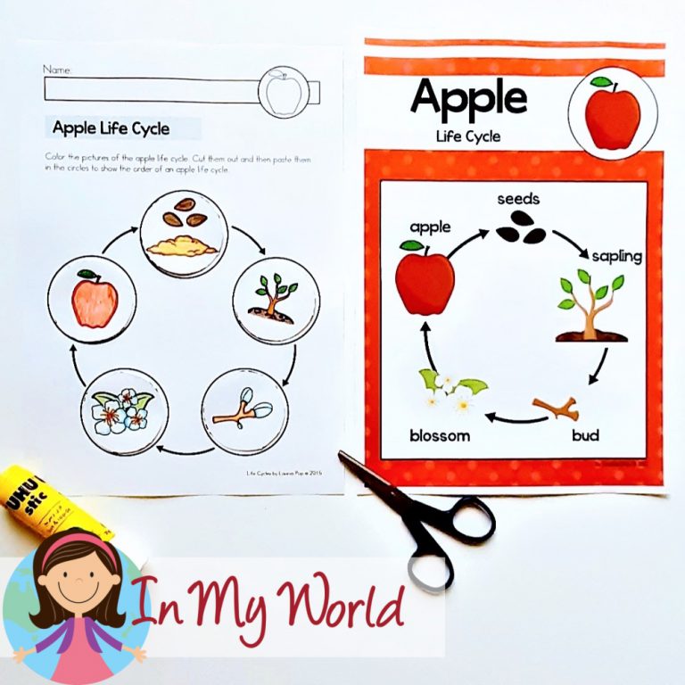 Apple Life Cycle - In My World